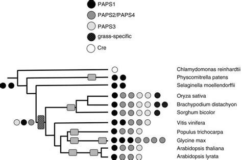 complement of genes encoding poly a polymerases in the plant lineage