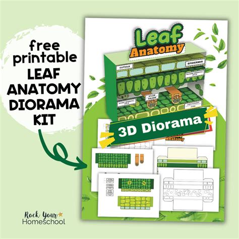 Leaf Anatomy Worksheets Set Rock Your Homeschool