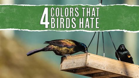 8 Plants That Birds Hate Stop Unwanted Birds Pest Pointers