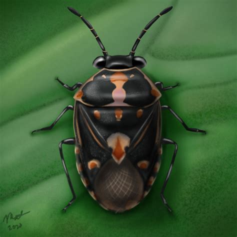 Bagrada Bug By Artofmattfossen On Deviantart Bagrada Bug By Artofmattfossen On Deviantart