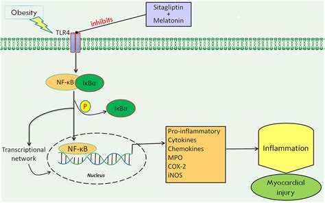 The Diagram Of Concept Map Representing The Pathway And Findings Of The