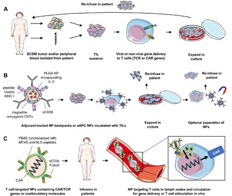 Nanomedicine Improves The Safety And Feasibility Of Adoptive Cell