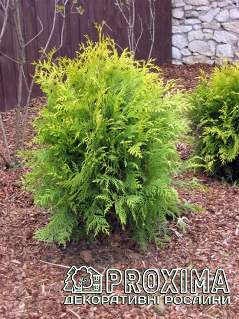 Туя західна Голден Глоб, Thuja occidentalis Golden Globe ціна, купити ...