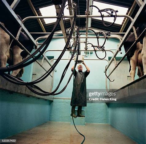 Men Being Milked Photos And Premium High Res Pictures Getty Images
