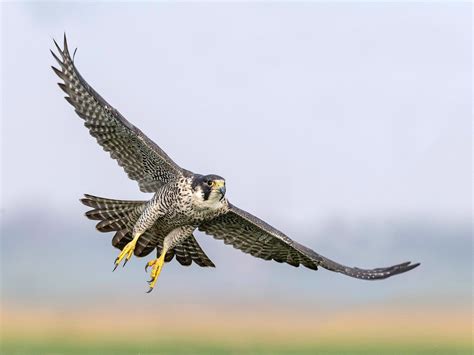 Migratory Routes And Patterns In Birds Navigating The Birdfact