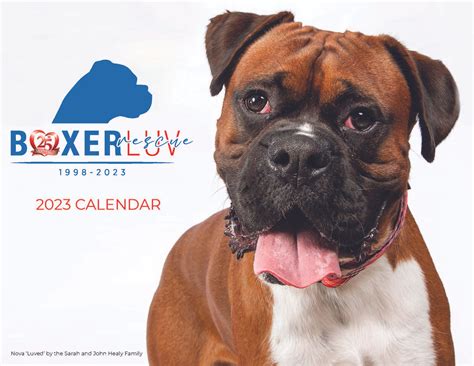 Boxer Luv Rescue Phoenix Az Helping Homeless Dogs