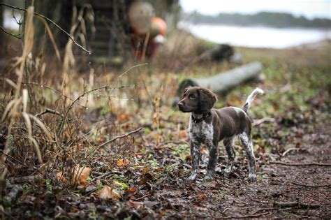 Stubby Tail On Tumblr