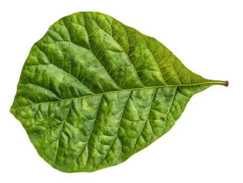 Leaf Texture PNGs For Free Download Leaf Texture PNGs For Free Download