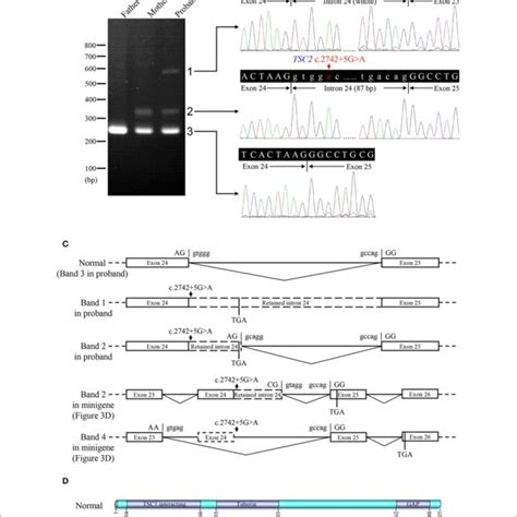 Figure Reverse Transcription Pcr And Sequencing Results Of Mrna