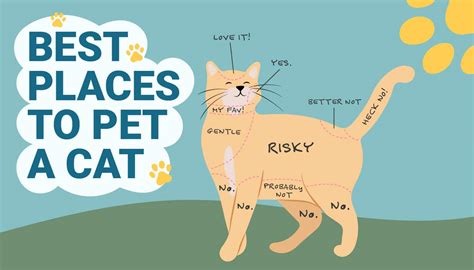 Where Do Cats Like To Be Pet 4 Vet Approved Places Catster