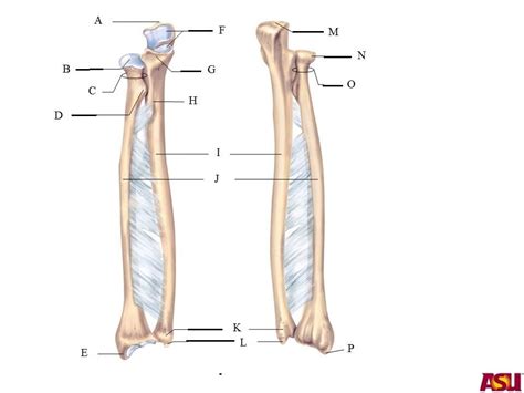 Unlabeled Ulna And Radius Body Of Ulna E Anatomy Imaios