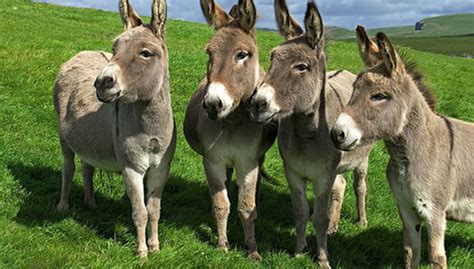 Ehyanews قاچاق آلت تناسلی خر هفت هزار آلت تناسلی خر در