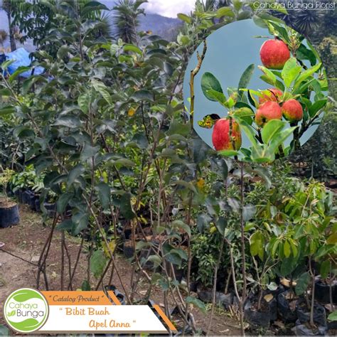 Jual Tanaman Buah Apel Anna Bibit Tanaman Buah Apel Anna Shopee Indonesia