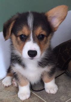 20 Corgi Mini Aussie Mix Ideas Corgi Corgi Mix Puppies
