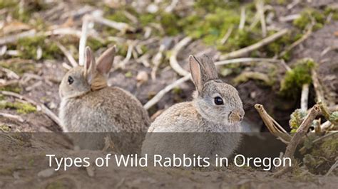 10 Types Of Squirrels In Texas Pictures And Identification Enjoy