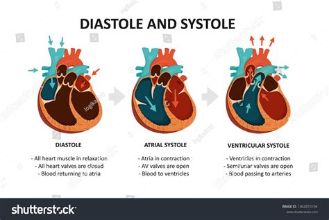 Cardiac Cycle Systole And Diastole