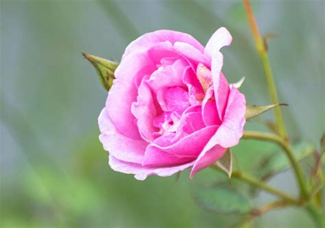 玫瑰 花 粉红玫瑰 Pixabay上的免费照片 Pixabay