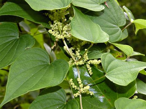 Dioscorea Villosa Colic Root Wild Yam Yam Root North Carolina