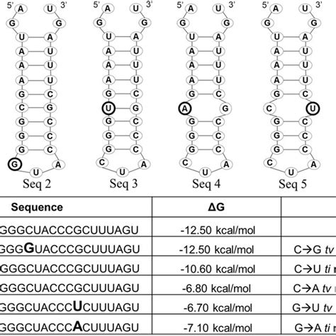 a polymorphisms in secondary structure of a hypothetical sequence