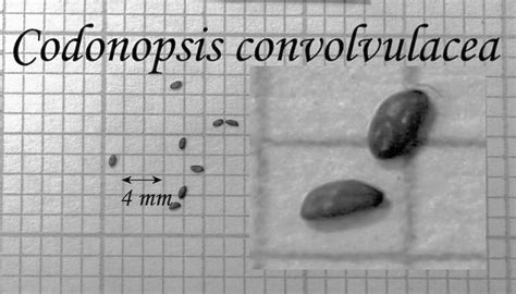 Codonopsis Convolvulacea Archives Hardy Plant Society