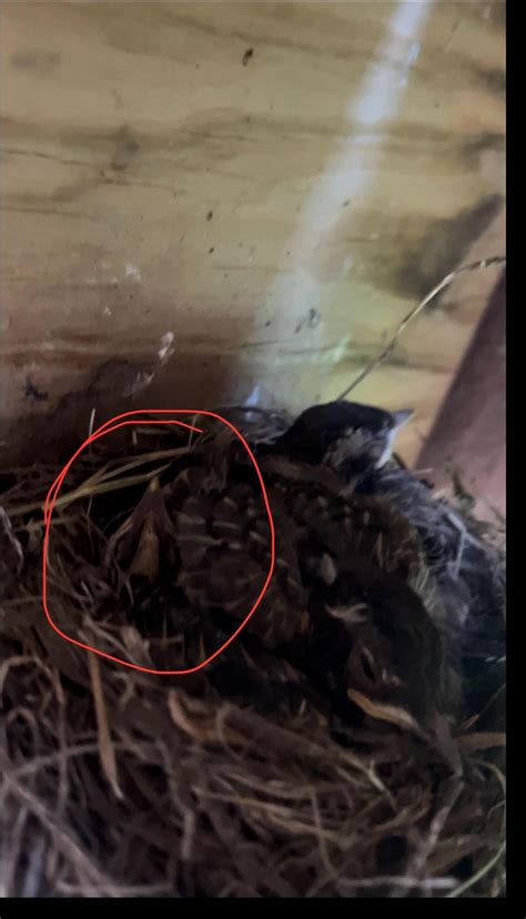 Bird Upside Down Rwhatbirdisthis