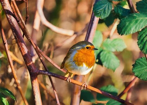 Cheerful Robin Pictures Freepik