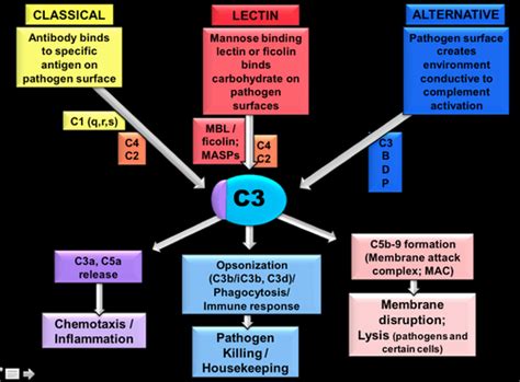 Complement Flashcards Quizlet Complement Flashcards Quizlet