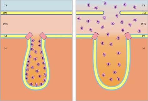 Micos Mitochondrial Contact Site And Cristae Organizing System