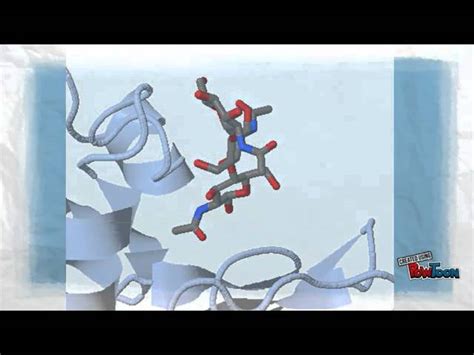 The Role Of Lysozyme In The Immune System And Antibiotic Discovery