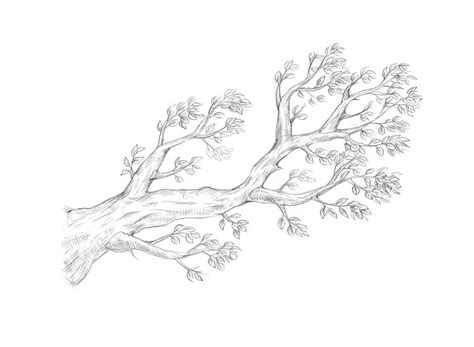How To Draw A Tree
