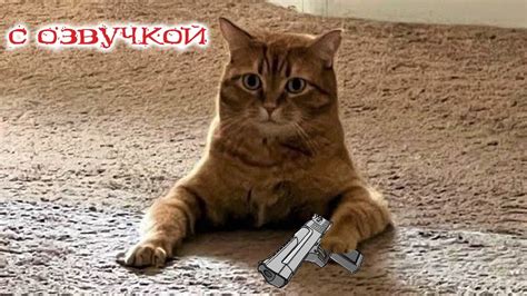 Приколы с котами СМЕШНЫЕ КОТЫ СМЕШНАЯ ОЗВУЧКА ЖИВОТНЫХ ДО СЛЁЗ