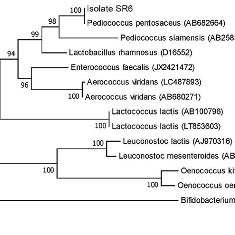 Phylogram Constructed Using The Neighbor Joining Algorithm From The Download Scientific Diagram