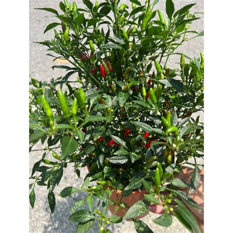 Cili Api Pedas Tak Tahan Panas Sesuai Di Tanam Di Balkoni Letak Tempat