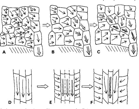 Figure 4 From Cell Polarity And Tissue Patterning In Plants Semantic