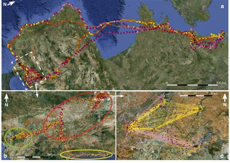 A Migration And Wintering Movements Of A Lesser Blackbacked Gull In