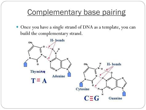 Ppt Dna Replication Process In Cell Cycle Powerpoint Presentation