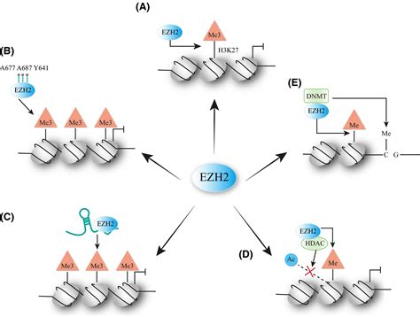 The Noncanonical Role Of Ezh2 In Cancer Huang 2021 Cancer Science