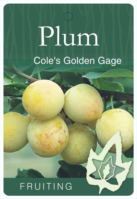 Plum Coles Golden Gage Blerick Tree Farm