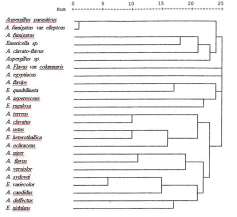 phenogram based on average linkage cluster analysis of isolation