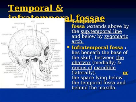 Ppt Temporal And Infratemporal Fossae Temporal Fossa Extends Above By