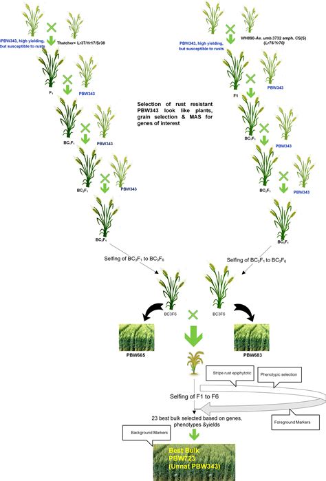 Frontiers Resurrection Of Wheat Cultivar Pbw343 Using Marker Assisted Gene Pyramiding For Rust