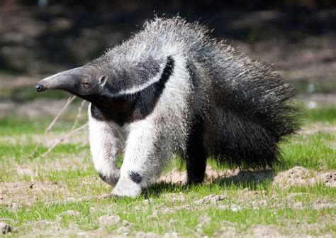 Giant Anteater