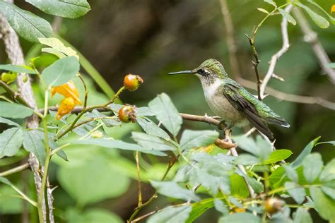 Central Park With Kevin Sisco Ken Chaya Richard Davis And Alan