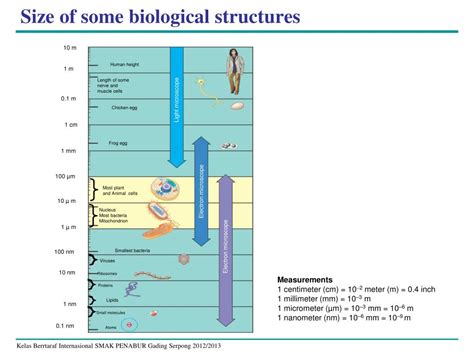 Ppt Cell Structure And Function Powerpoint Presentation Free