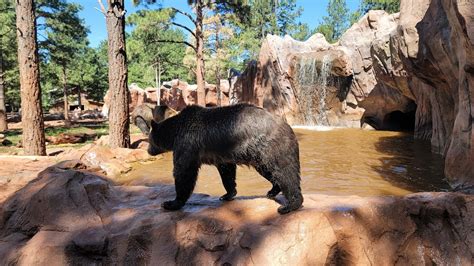 Bearizona Wildlife Park Williams In Williams Coconino Zoo And