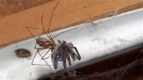 Fact File Daddy Long Legs Spider Pholcus Phalangioides Australian