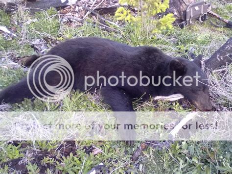 Guess This Bears Age Bears Age Now Added Ifish Fishing Forum