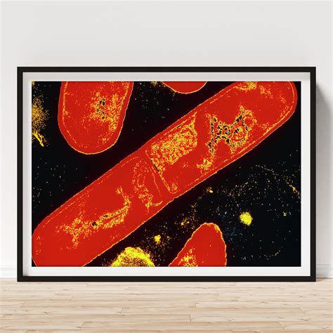 Bacillus Subtilis Bacterium Poster By Science Photo Library Science