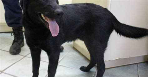 Dylek Większość życia Spędził Za Kratami Pomóż Mu Zamienić Schronisko W Łodzi Na Nowy Dom