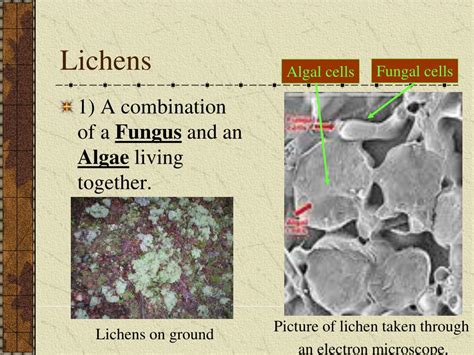 Ppt Fungi Powerpoint Presentation Free Download Id5340120